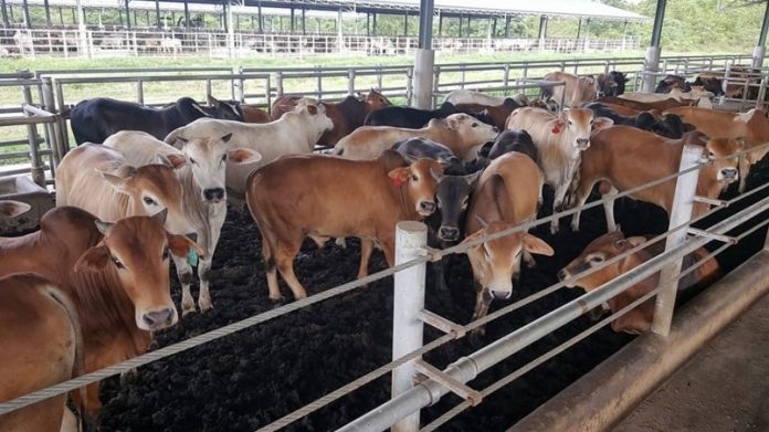 Boleh Tak Buat Korban 1 Bahagian Lembu Sekeluarga - Blog EZ Qurban